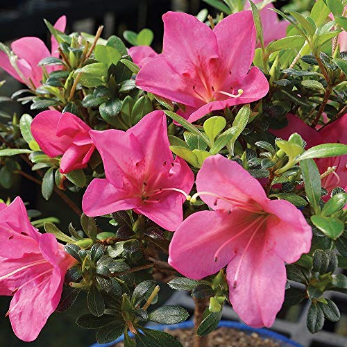 Brussel's Bonsai Live Satsuki Azalea Outdoor Bonsai Tree-5 Years Old 6" to 8" Tall with Decorative Container, Small, Blank