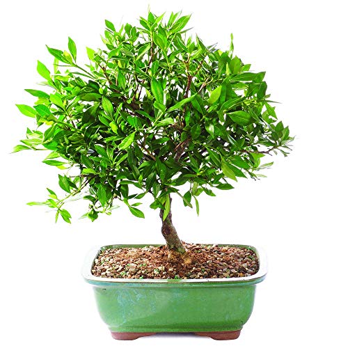 Brussel's Bonsai Live Satsuki Azalea Outdoor Bonsai Tree-5 Years Old 6" to 8" Tall with Decorative Container, Small, Blank