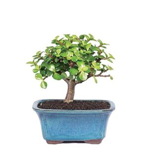 brussel's bonsai live dwarf jade indoor bonsai tree-3 years old 4" to 6" tall with decorative container, small