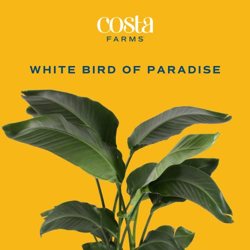 Costa Farms White Bird of Paradise, Live Indoor Plant in Modern Décor Planter, Natural Air Purifier Fresh From Farm, Great House Warming Gift, Living Room Decor, Tropical Home Decor, 2 Feet Tall