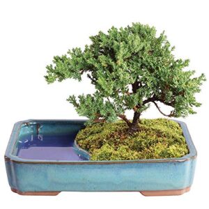 brussel's bonsai live green mound juniper outdoor bonsai tree in water pot-4 years old 8" to 10" tall