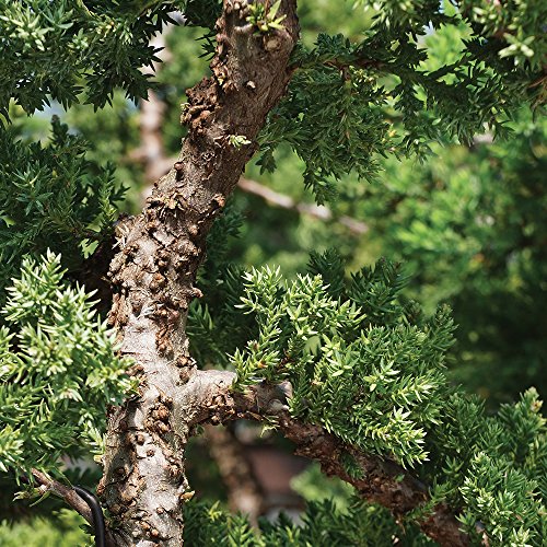 Brussel's Bonsai Live Green Mound Juniper Outdoor Bonsai Tree in Water Pot-4 Years Old 8" to 10" Tall