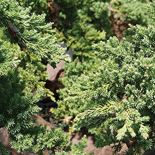 Brussel's Bonsai Live Green Mound Juniper Outdoor Bonsai Tree in Water Pot-4 Years Old 8" to 10" Tall