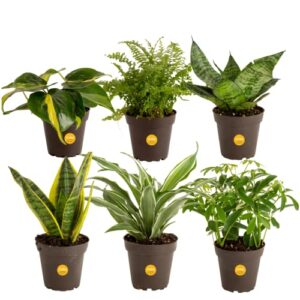 costa farms live house plants (6 pack), easy grow houseplants, potted in indoor garden plant pots, grower's choice clean air purifier planter set, potting soil mix, gift for home and office decor