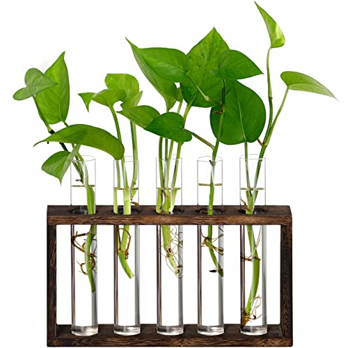 XXXFLOWER Wooden Stand with 5 Test Tube Propagation Station Wall Hanging Glass Planter Plant Terrarium Desktop Hydroponics, Water Plants for Home Office Decoration, Plant Lover Gifts