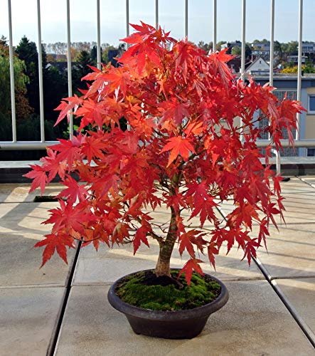 Bonsai Tree Seeds, Japanese Red Maple | 20+ Seeds | Highly Prized for Bonsai, Japanese Maple Tree Seeds (ACER palmatum) 20+Seeds