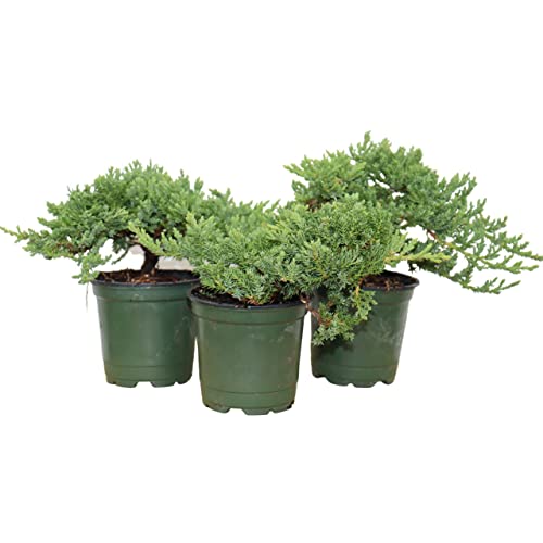 Windswept Juniper Bonsai Trees - Easy to Care for, Responds Well to Wiring and Reshaping, Strictly an Outdoor Bonsai Tree, 4-inch Plastic Pots, 3 Tree Set