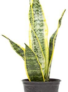 Live Snake Plant, Sansevieria trifasciata Laurentii, Fully Rooted Indoor House Plant in Pot, Mother in Law Tongue Sansevieria Plant, Potted Succulent Plants, Sansevieria laurentii by Plants for Pets