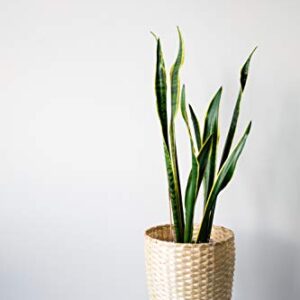 Live Snake Plant, Sansevieria trifasciata Laurentii, Fully Rooted Indoor House Plant in Pot, Mother in Law Tongue Sansevieria Plant, Potted Succulent Plants, Sansevieria laurentii by Plants for Pets