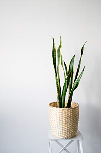 Live Snake Plant, Sansevieria trifasciata Laurentii, Fully Rooted Indoor House Plant in Pot, Mother in Law Tongue Sansevieria Plant, Potted Succulent Plants, Sansevieria laurentii by Plants for Pets