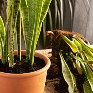 Live Snake Plant, Sansevieria trifasciata Laurentii, Fully Rooted Indoor House Plant in Pot, Mother in Law Tongue Sansevieria Plant, Potted Succulent Plants, Sansevieria laurentii by Plants for Pets