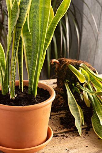 Live Snake Plant, Sansevieria trifasciata Laurentii, Fully Rooted Indoor House Plant in Pot, Mother in Law Tongue Sansevieria Plant, Potted Succulent Plants, Sansevieria laurentii by Plants for Pets