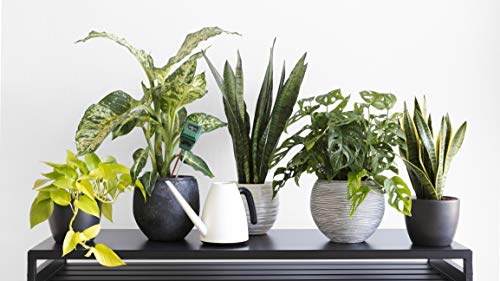 Live Snake Plant, Sansevieria trifasciata Laurentii, Fully Rooted Indoor House Plant in Pot, Mother in Law Tongue Sansevieria Plant, Potted Succulent Plants, Sansevieria laurentii by Plants for Pets