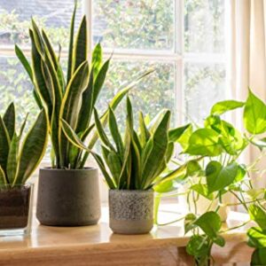 Live Snake Plant, Sansevieria trifasciata Laurentii, Fully Rooted Indoor House Plant in Pot, Mother in Law Tongue Sansevieria Plant, Potted Succulent Plants, Sansevieria laurentii by Plants for Pets