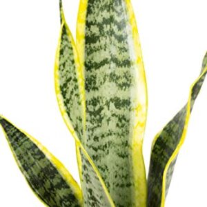 Live Snake Plant, Sansevieria trifasciata Laurentii, Fully Rooted Indoor House Plant in Pot, Mother in Law Tongue Sansevieria Plant, Potted Succulent Plants, Sansevieria laurentii by Plants for Pets