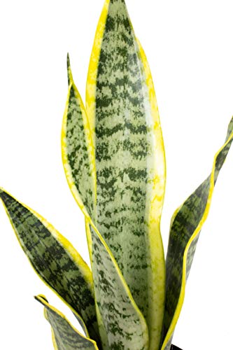 Live Snake Plant, Sansevieria trifasciata Laurentii, Fully Rooted Indoor House Plant in Pot, Mother in Law Tongue Sansevieria Plant, Potted Succulent Plants, Sansevieria laurentii by Plants for Pets