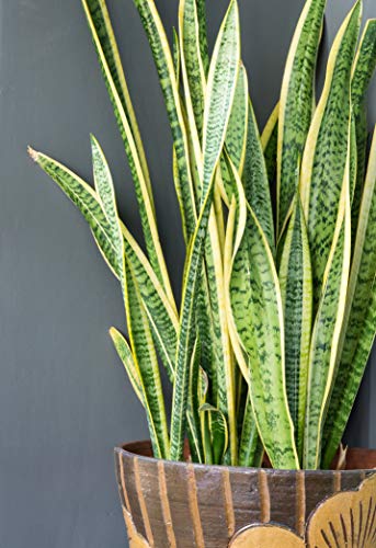 Live Snake Plant, Sansevieria trifasciata Laurentii, Fully Rooted Indoor House Plant in Pot, Mother in Law Tongue Sansevieria Plant, Potted Succulent Plants, Sansevieria laurentii by Plants for Pets