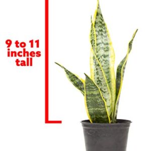 Live Snake Plant, Sansevieria trifasciata Laurentii, Fully Rooted Indoor House Plant in Pot, Mother in Law Tongue Sansevieria Plant, Potted Succulent Plants, Sansevieria laurentii by Plants for Pets