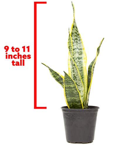 Live Snake Plant, Sansevieria trifasciata Laurentii, Fully Rooted Indoor House Plant in Pot, Mother in Law Tongue Sansevieria Plant, Potted Succulent Plants, Sansevieria laurentii by Plants for Pets