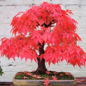 20+ Red Japanese Maple Tree Seeds Bonsai Acer palmatum Small Leaf