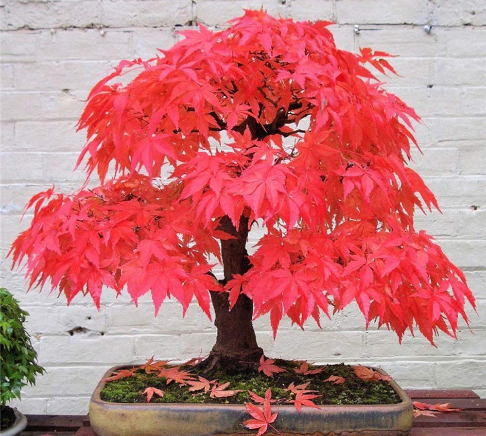 20+ Red Japanese Maple Tree Seeds Bonsai Acer palmatum Small Leaf