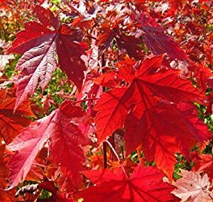 20+ Red Japanese Maple Tree Seeds Bonsai Acer palmatum Small Leaf