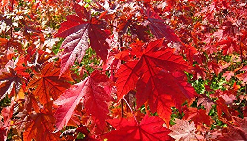 20+ Red Japanese Maple Tree Seeds Bonsai Acer palmatum Small Leaf