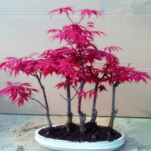 20+ Red Japanese Maple Tree Seeds Bonsai Acer palmatum Small Leaf