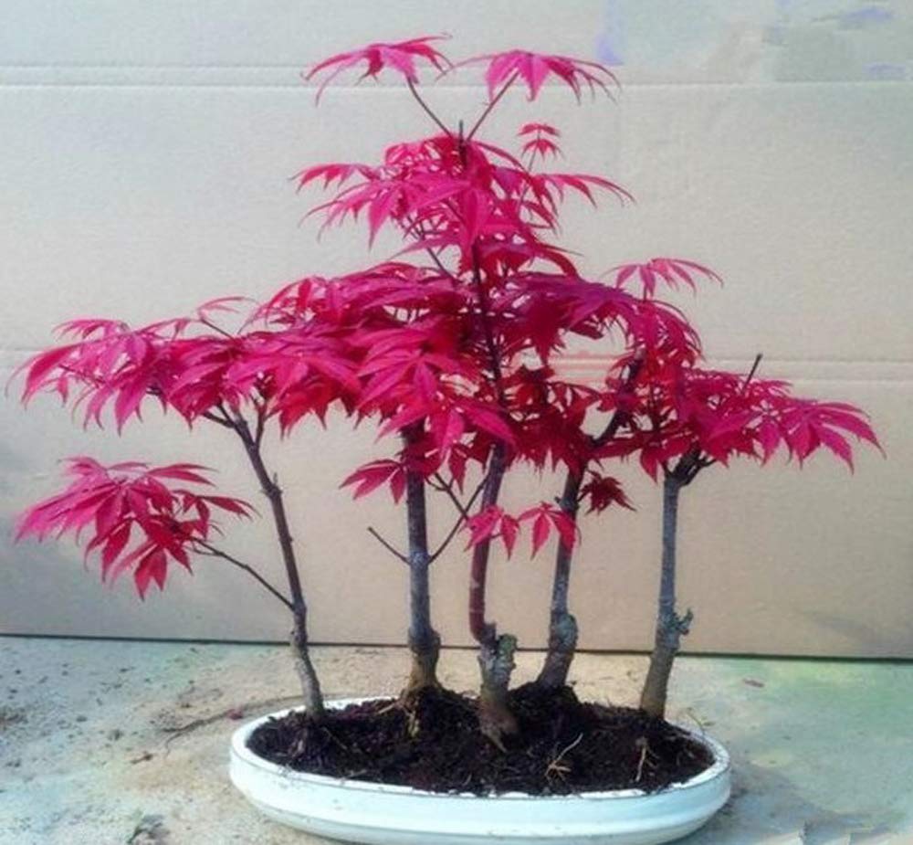 20+ Red Japanese Maple Tree Seeds Bonsai Acer palmatum Small Leaf