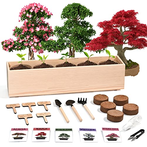 Meekear 5 Bonsai Tree Seeds with Complete Growing Kit & Wooden Flower Box Starter Kit, Great Potted Growing DIY Gift for Adults