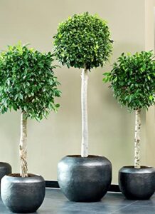 ficus benjamina bonsai weeping fig tree benjamin fig ficus tree java fig chinese banyan 20+ seeds for planting