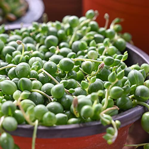 4" String of Pearls, Live Trailing Succulent Fully Rooted in Pots with Soil Mix, Rare House Plant for Home Office Wedding Hanging Decoration, DIY Projects, Party Favor Gift