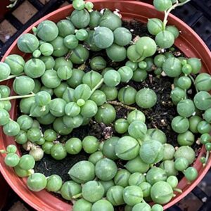 4" String of Pearls, Live Trailing Succulent Fully Rooted in Pots with Soil Mix, Rare House Plant for Home Office Wedding Hanging Decoration, DIY Projects, Party Favor Gift