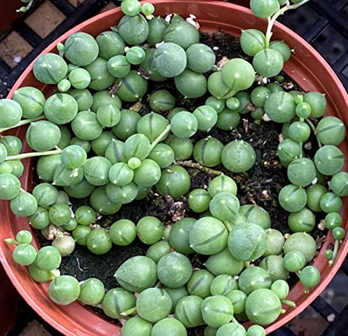 4" String of Pearls, Live Trailing Succulent Fully Rooted in Pots with Soil Mix, Rare House Plant for Home Office Wedding Hanging Decoration, DIY Projects, Party Favor Gift