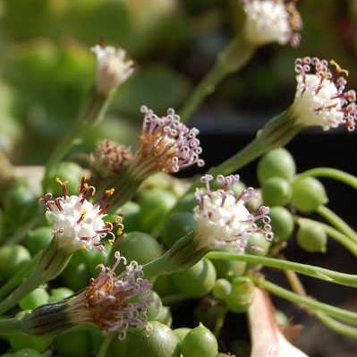 4" String of Pearls, Live Trailing Succulent Fully Rooted in Pots with Soil Mix, Rare House Plant for Home Office Wedding Hanging Decoration, DIY Projects, Party Favor Gift