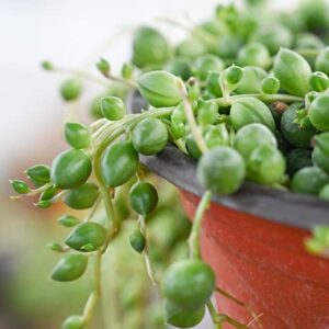 4" String of Pearls, Live Trailing Succulent Fully Rooted in Pots with Soil Mix, Rare House Plant for Home Office Wedding Hanging Decoration, DIY Projects, Party Favor Gift