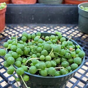 4" String of Pearls, Live Trailing Succulent Fully Rooted in Pots with Soil Mix, Rare House Plant for Home Office Wedding Hanging Decoration, DIY Projects, Party Favor Gift