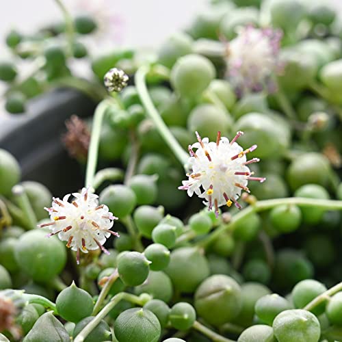 4" String of Pearls, Live Trailing Succulent Fully Rooted in Pots with Soil Mix, Rare House Plant for Home Office Wedding Hanging Decoration, DIY Projects, Party Favor Gift