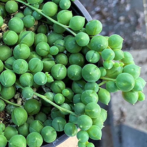 4" String of Pearls, Live Trailing Succulent Fully Rooted in Pots with Soil Mix, Rare House Plant for Home Office Wedding Hanging Decoration, DIY Projects, Party Favor Gift