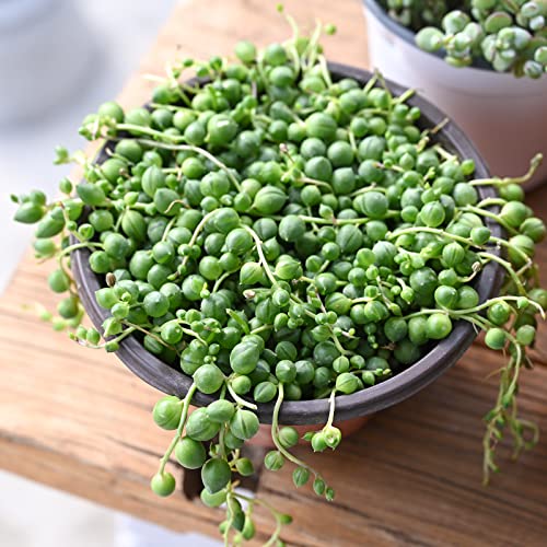 4" String of Pearls, Live Trailing Succulent Fully Rooted in Pots with Soil Mix, Rare House Plant for Home Office Wedding Hanging Decoration, DIY Projects, Party Favor Gift