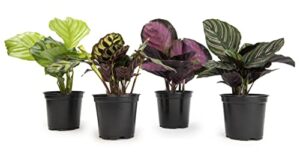 calathea prayer plants live house plants kit (4 pk), calathea plant live indoor plants live houseplants, live house plants indoors live plants indoor, live indoor house plants live by plants for pets