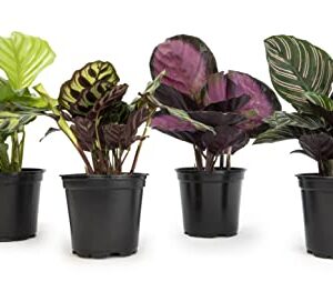 Calathea Prayer Plants Live House Plants Kit (4 PK), Calathea Plant Live Indoor Plants Live Houseplants, Live House Plants Indoors Live Plants Indoor, Live Indoor House Plants Live by Plants for Pets