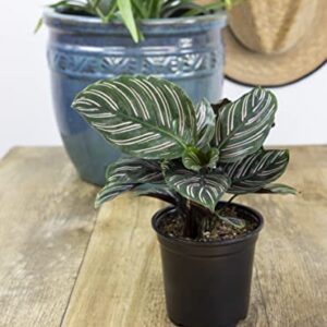 Calathea Prayer Plants Live House Plants Kit (4 PK), Calathea Plant Live Indoor Plants Live Houseplants, Live House Plants Indoors Live Plants Indoor, Live Indoor House Plants Live by Plants for Pets