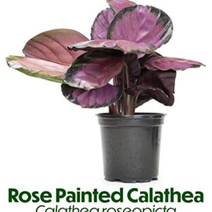 Calathea Prayer Plants Live House Plants Kit (4 PK), Calathea Plant Live Indoor Plants Live Houseplants, Live House Plants Indoors Live Plants Indoor, Live Indoor House Plants Live by Plants for Pets