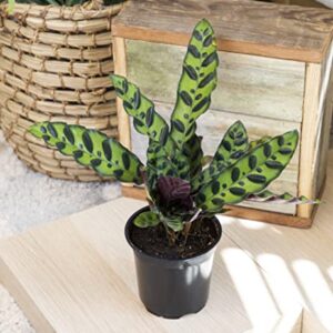 Calathea Prayer Plants Live House Plants Kit (4 PK), Calathea Plant Live Indoor Plants Live Houseplants, Live House Plants Indoors Live Plants Indoor, Live Indoor House Plants Live by Plants for Pets