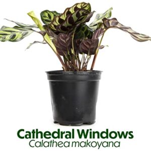 Calathea Prayer Plants Live House Plants Kit (4 PK), Calathea Plant Live Indoor Plants Live Houseplants, Live House Plants Indoors Live Plants Indoor, Live Indoor House Plants Live by Plants for Pets