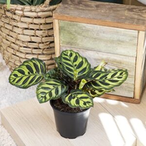 Calathea Prayer Plants Live House Plants Kit (4 PK), Calathea Plant Live Indoor Plants Live Houseplants, Live House Plants Indoors Live Plants Indoor, Live Indoor House Plants Live by Plants for Pets