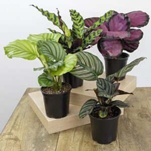 Calathea Prayer Plants Live House Plants Kit (4 PK), Calathea Plant Live Indoor Plants Live Houseplants, Live House Plants Indoors Live Plants Indoor, Live Indoor House Plants Live by Plants for Pets