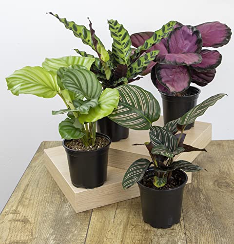 Calathea Prayer Plants Live House Plants Kit (4 PK), Calathea Plant Live Indoor Plants Live Houseplants, Live House Plants Indoors Live Plants Indoor, Live Indoor House Plants Live by Plants for Pets