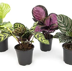 Calathea Prayer Plants Live House Plants Kit (4 PK), Calathea Plant Live Indoor Plants Live Houseplants, Live House Plants Indoors Live Plants Indoor, Live Indoor House Plants Live by Plants for Pets